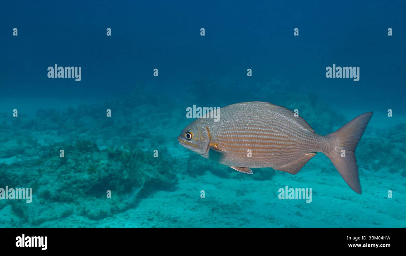 Bermuda chub Kyphosus sectatrix swimming with reef background with Copy ...