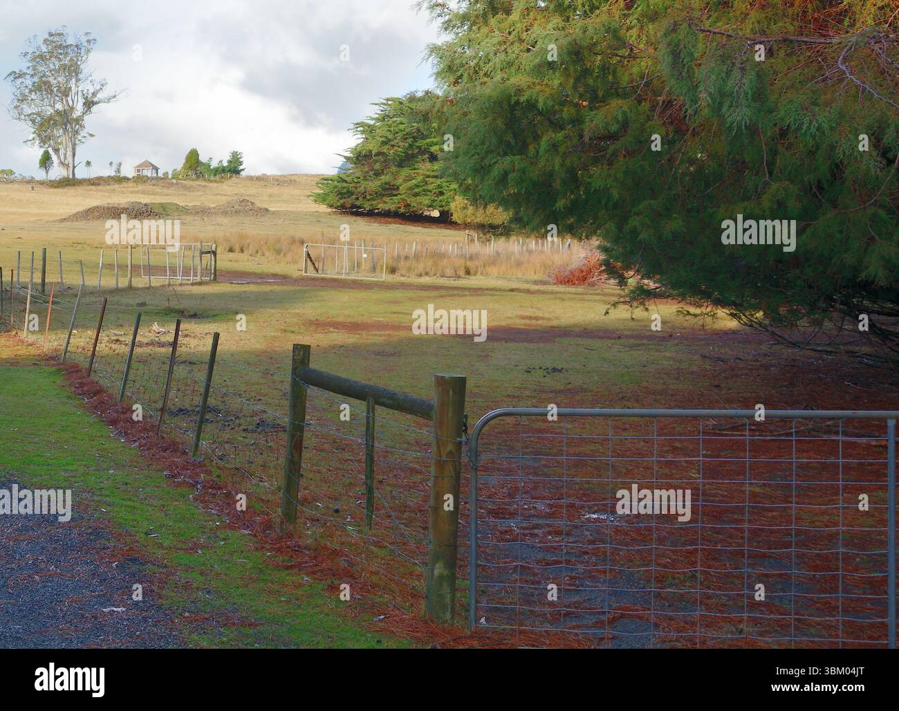 Metal farm gate and wire fence in Tasmania, with conifer trees along ...