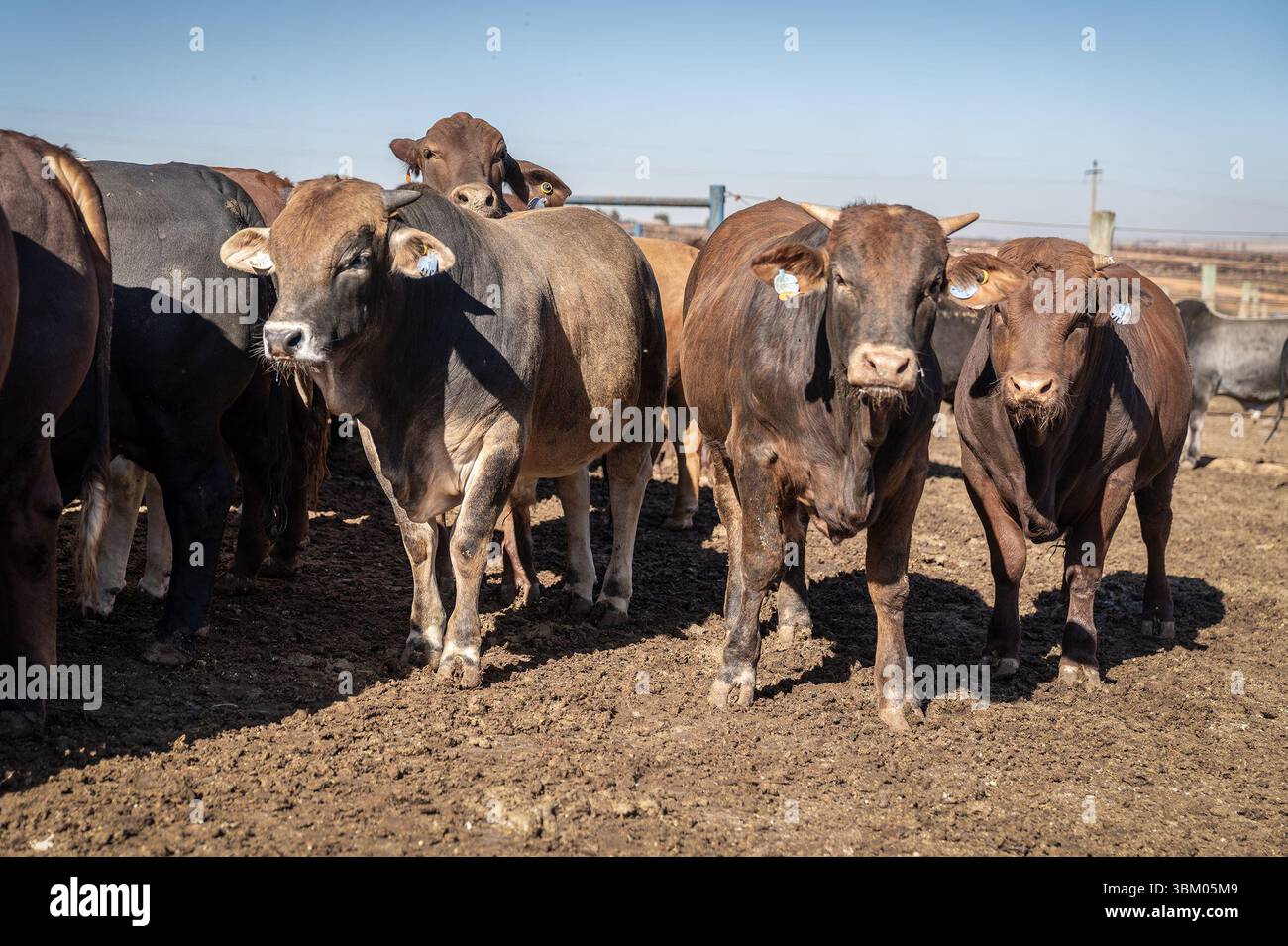 Heidelberg. 23rd June, 2025. This photo taken on June 23, 2025 shows ...