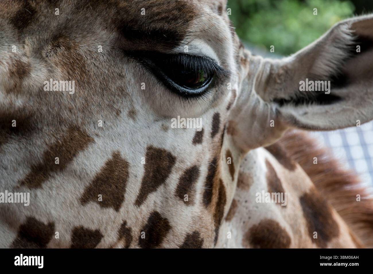 Africa, Kenya, Langata, Nairobi. African Fund for Endangered Wildlife ...