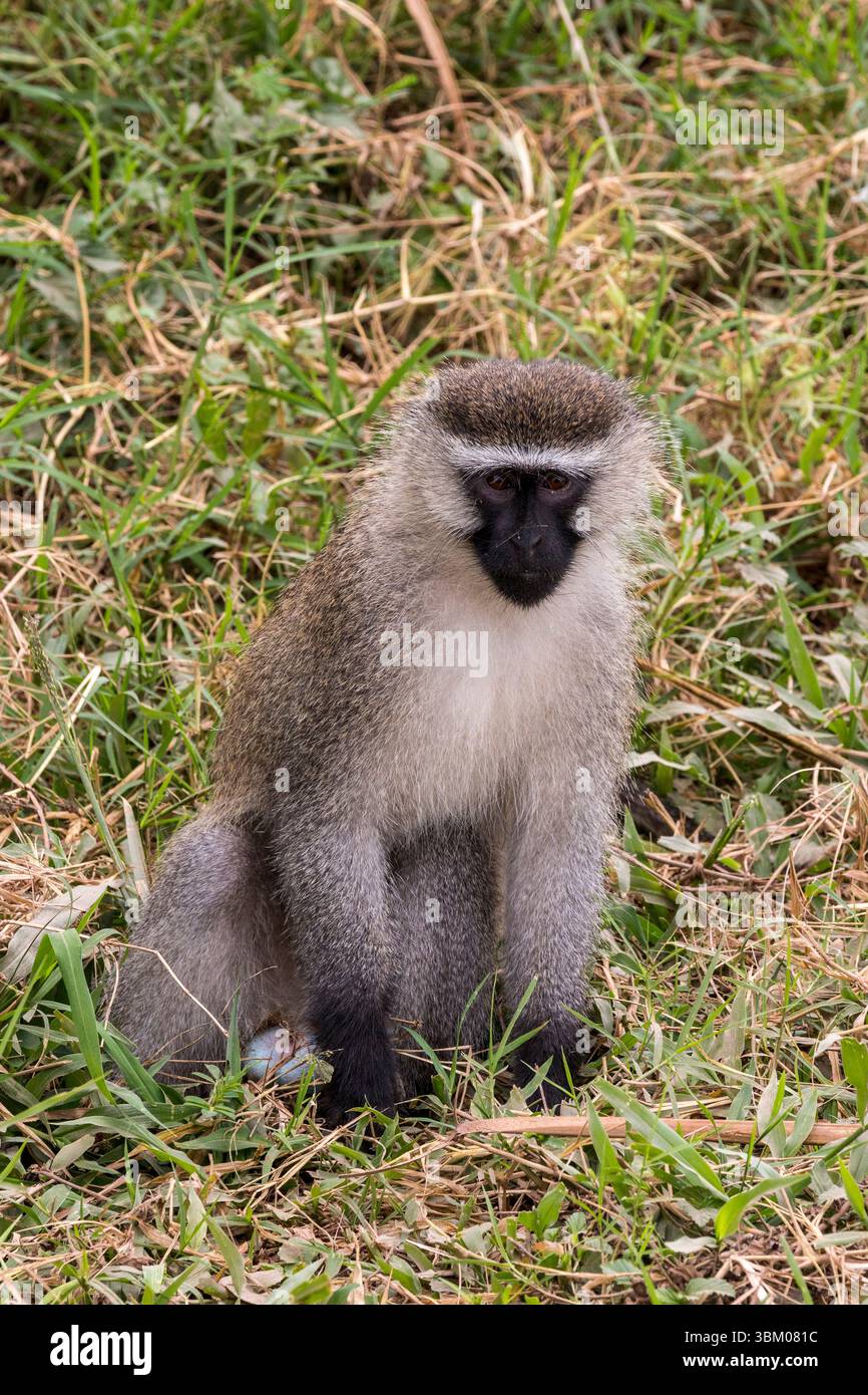 Uganda, Bwindi Impenetrable National Park. UNESCO Heritage Site. Vervet ...