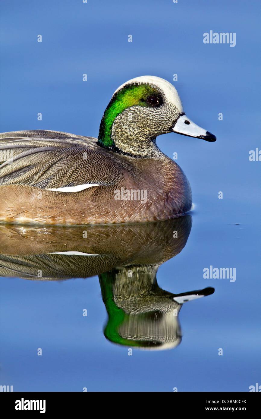 Wigeon birds hi-res stock photography and images - Alamy