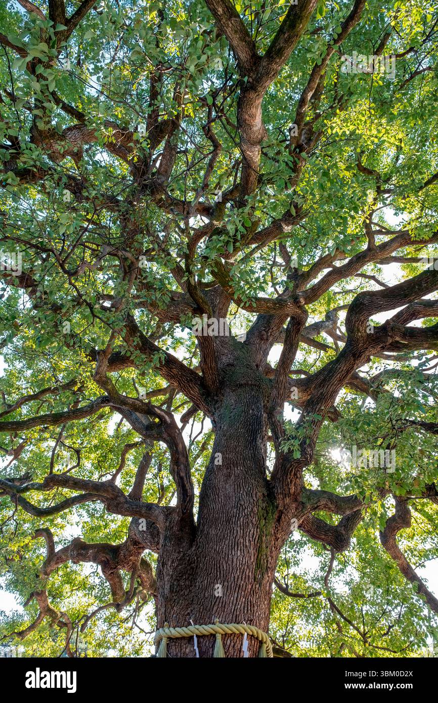 Japanese Camphor tree, Meiji Jingu shrine, Shibuya, Tokyo, Japan Stock ...
