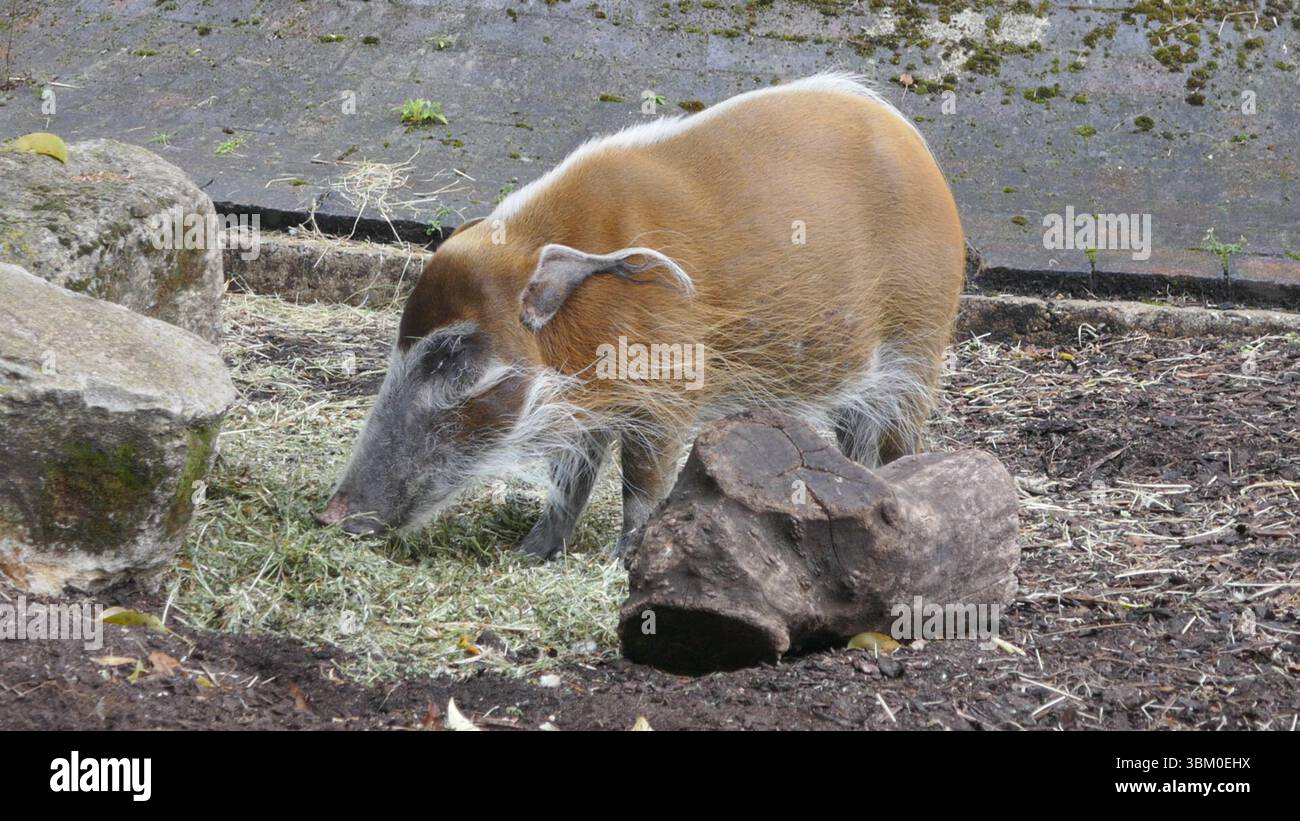 London, England 27th May 2025 Red River Hog at ZSL London Zoo in ...