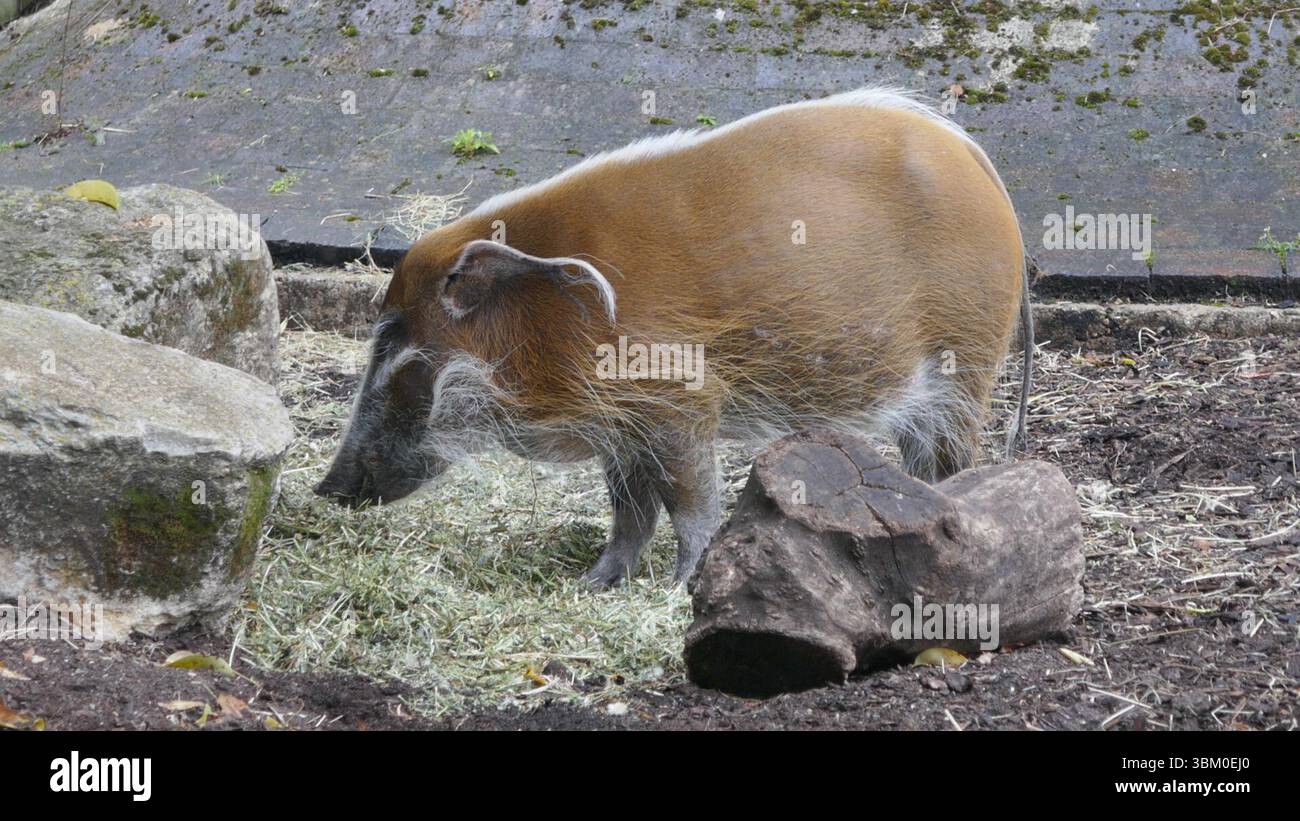 London, England 27th May 2025 Red River Hog at ZSL London Zoo in ...