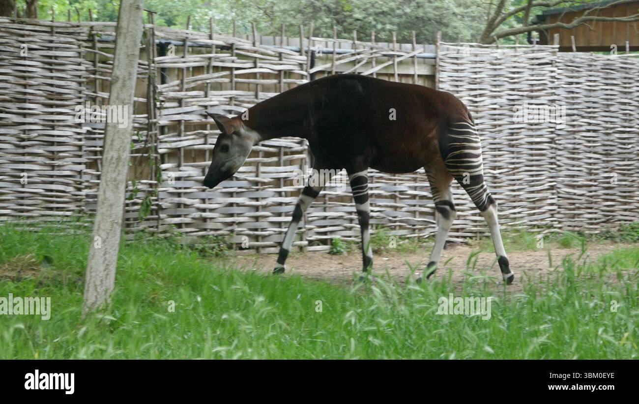 London, England 27th May 2025 Okapi at ZSL London Zoo in RegentÕs Park ...