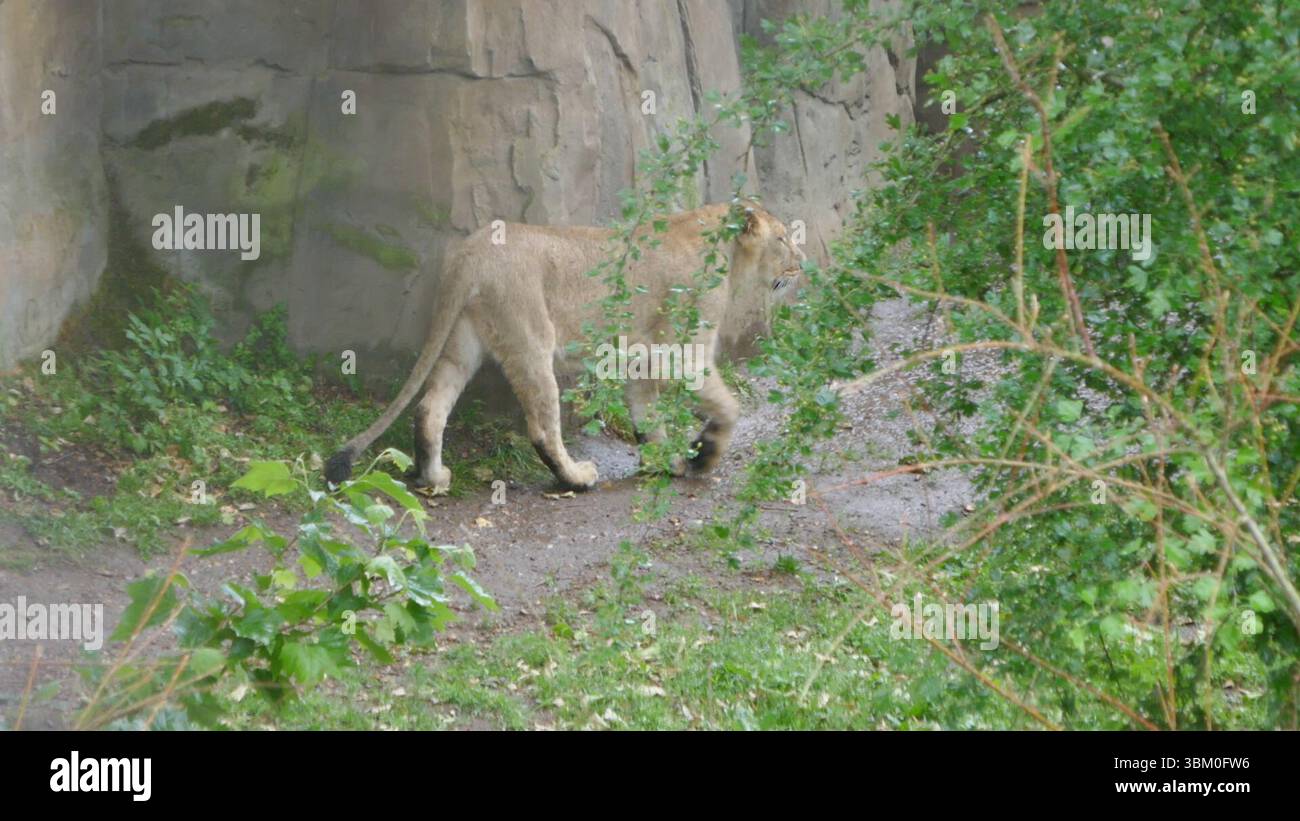 London, England 27th May 2025 Lion in Land of the Lions at ZSL London Zoo in RegentÕs Park on ...