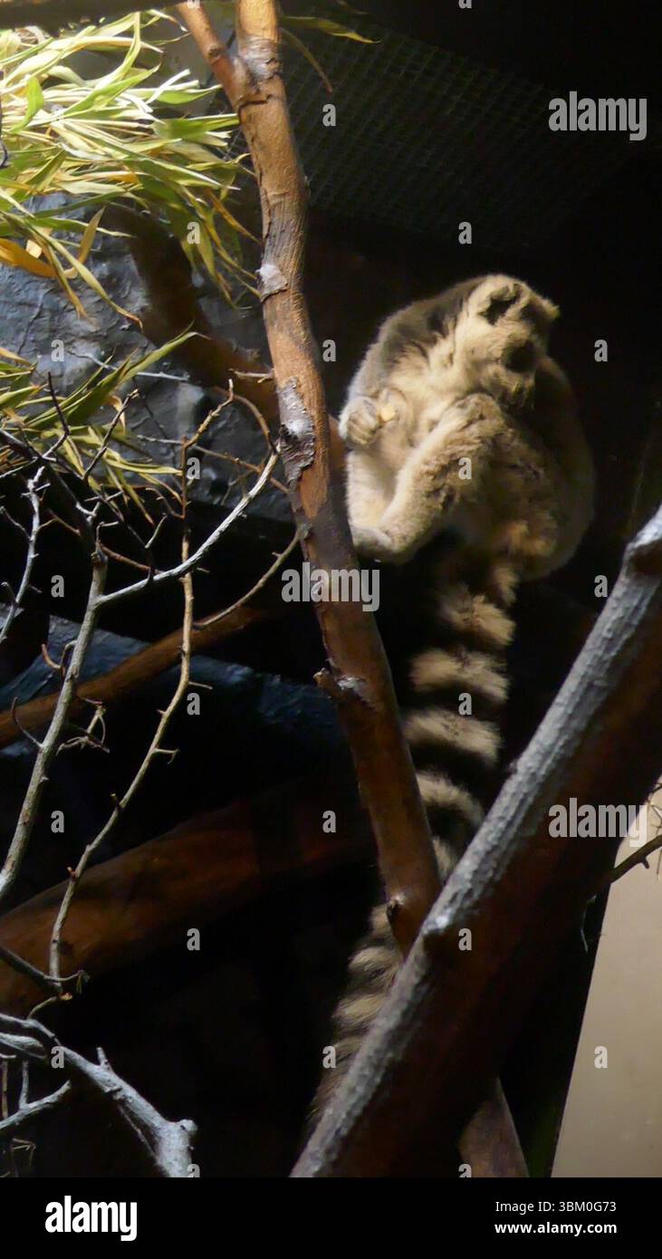 London, England 27th May 2025 Ring-tailed Lemur at ZSL London Zoo in ...