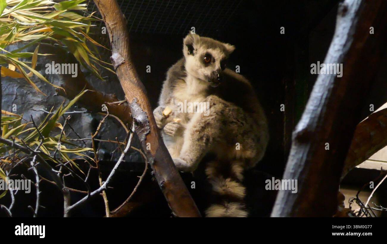 London, England 27th May 2025 Ring-tailed Lemur at ZSL London Zoo in ...
