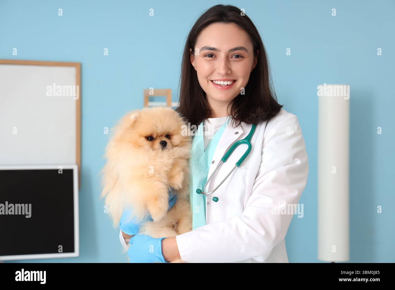 Pomeranian dog in veterinary clinic hi-res stock photography and images ...