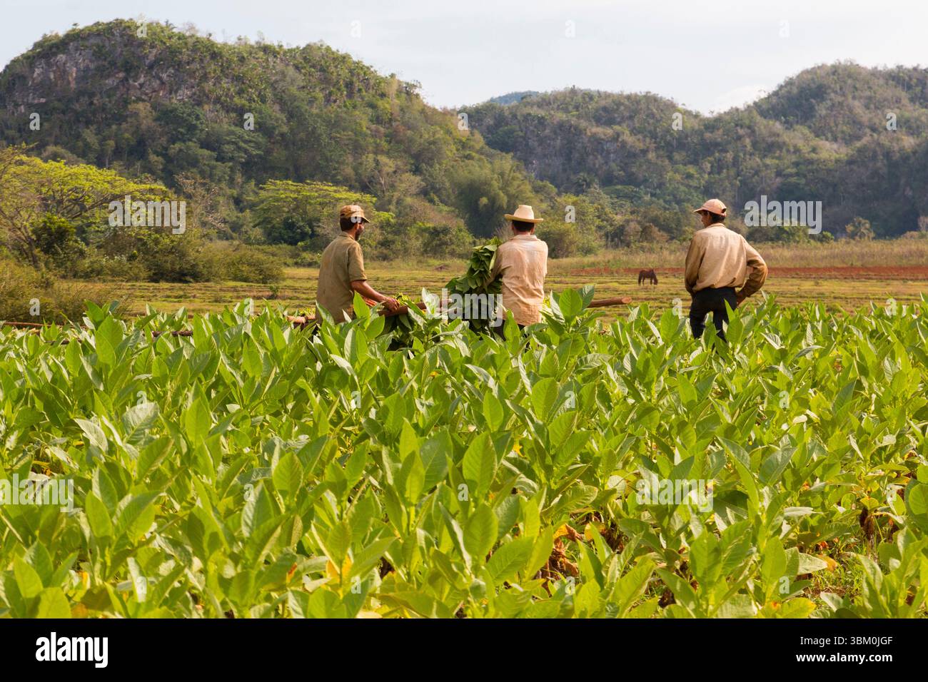 Cuba, Vinales Valley. Tobacco farm, cigar production. Field workers ...