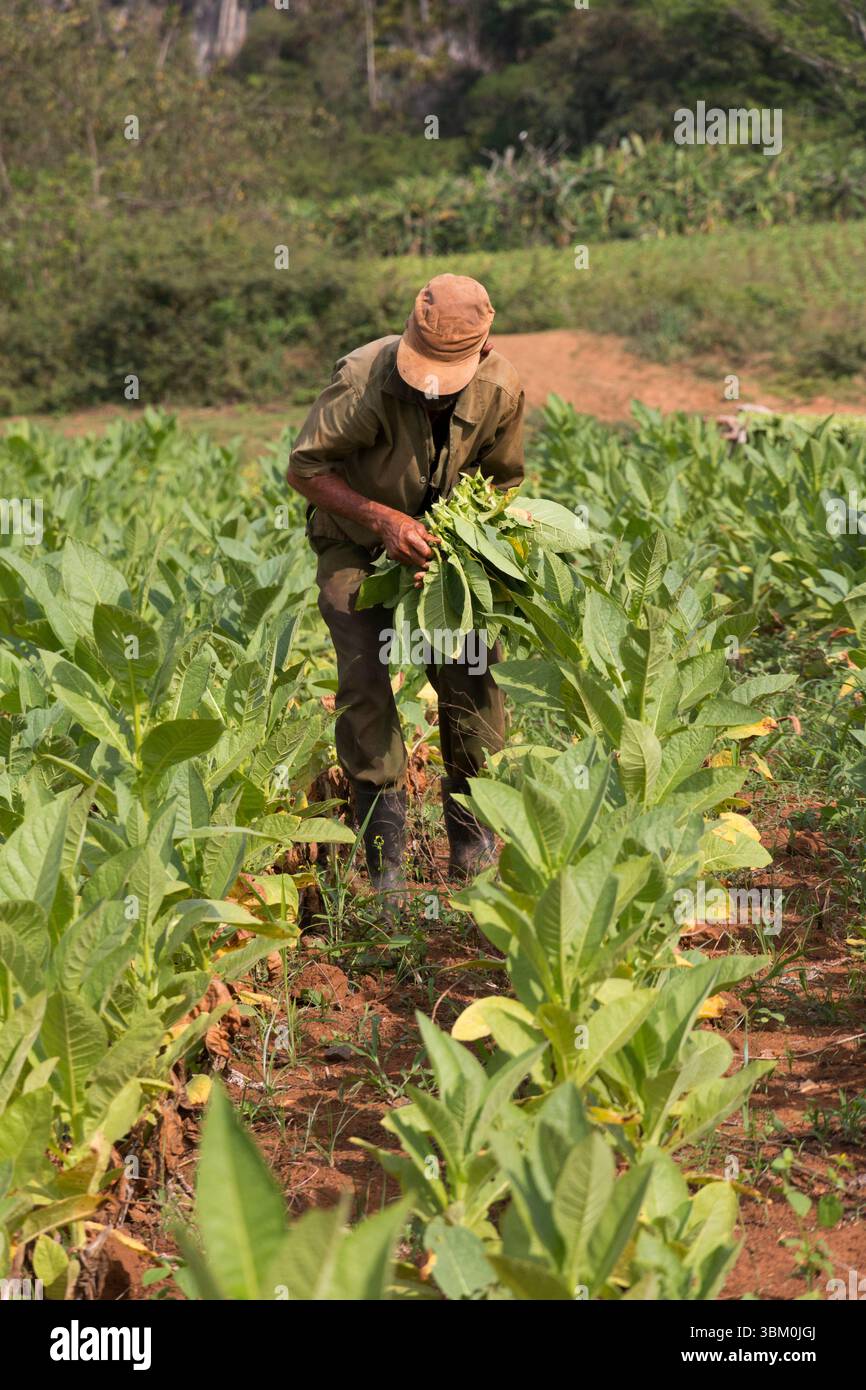 Cuba, Vinales Valley. Tobacco farm, cigar production. Harvesting ...