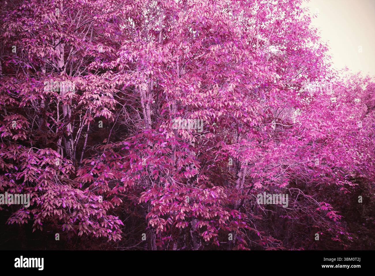 Beautiful leaves and trees hi-res stock photography and images - Alamy