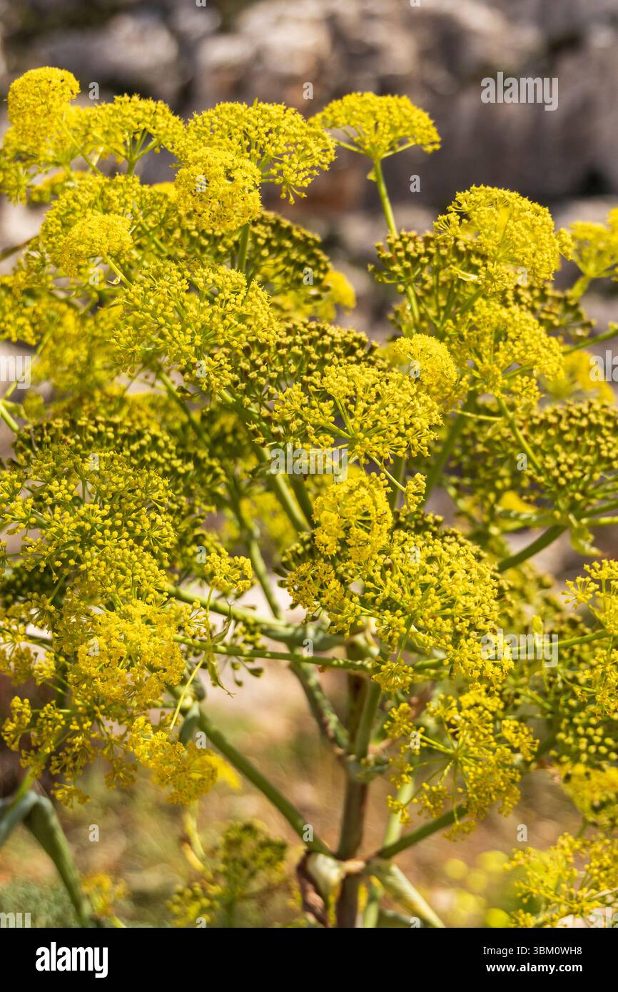 Malta. Maltese Giant Fennel (Ferula melitensis Stock Photo - Alamy
