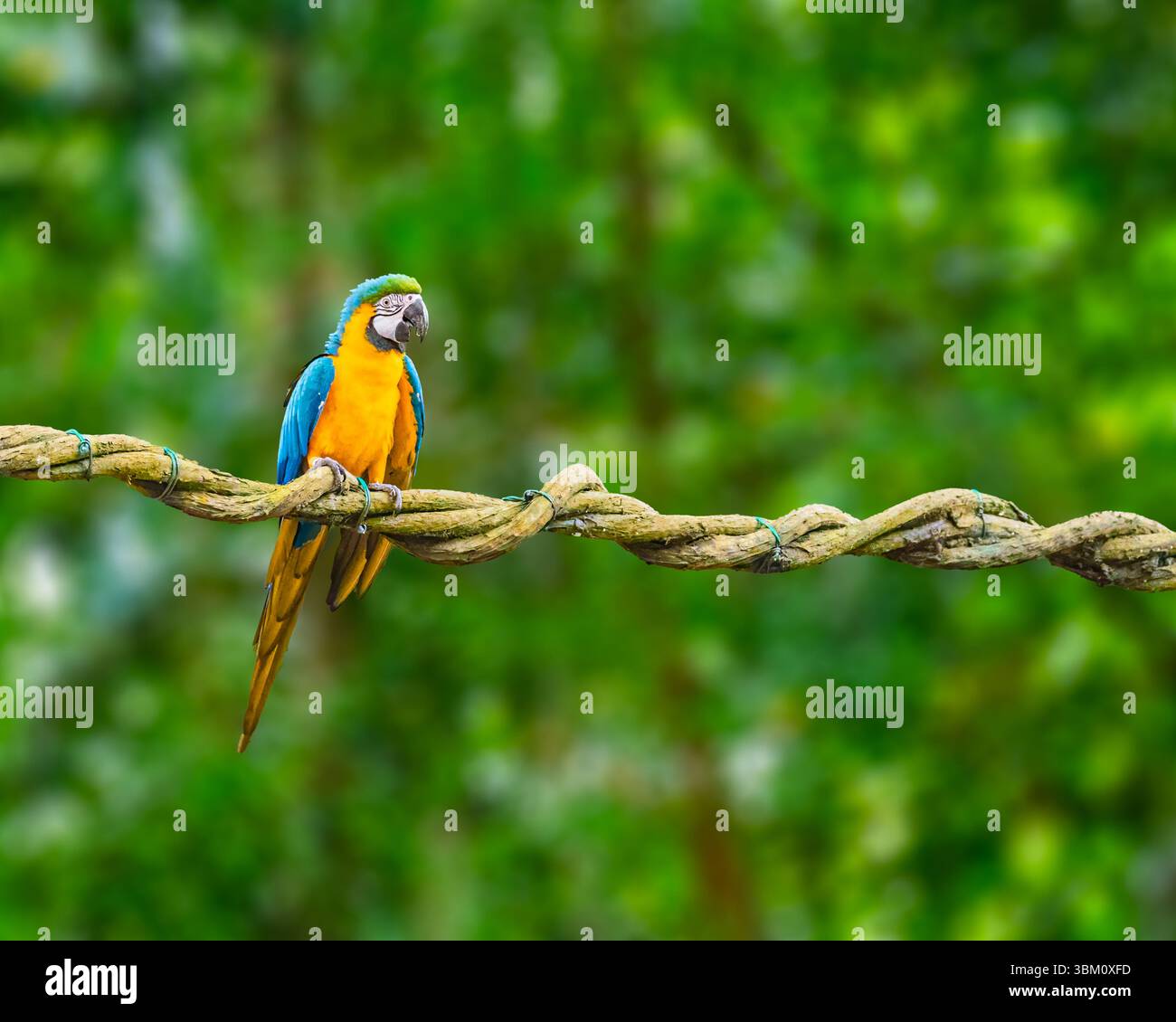 Macaw resting in tree hi-res stock photography and images - Alamy