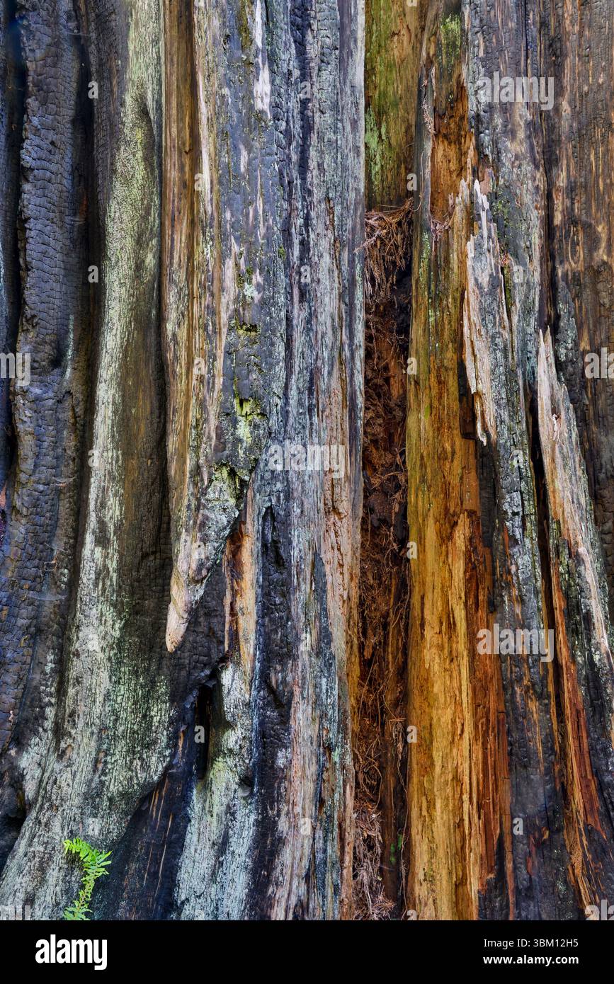 USA, California. Del Norte Redwoods State Park Redwoods with burnt tree ...