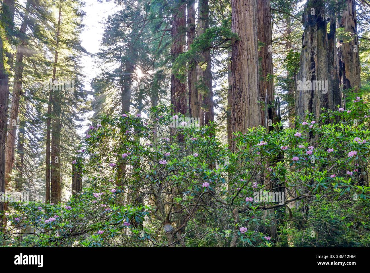 USA, California. Del Norte Redwoods State Park springtime with redwoods ...