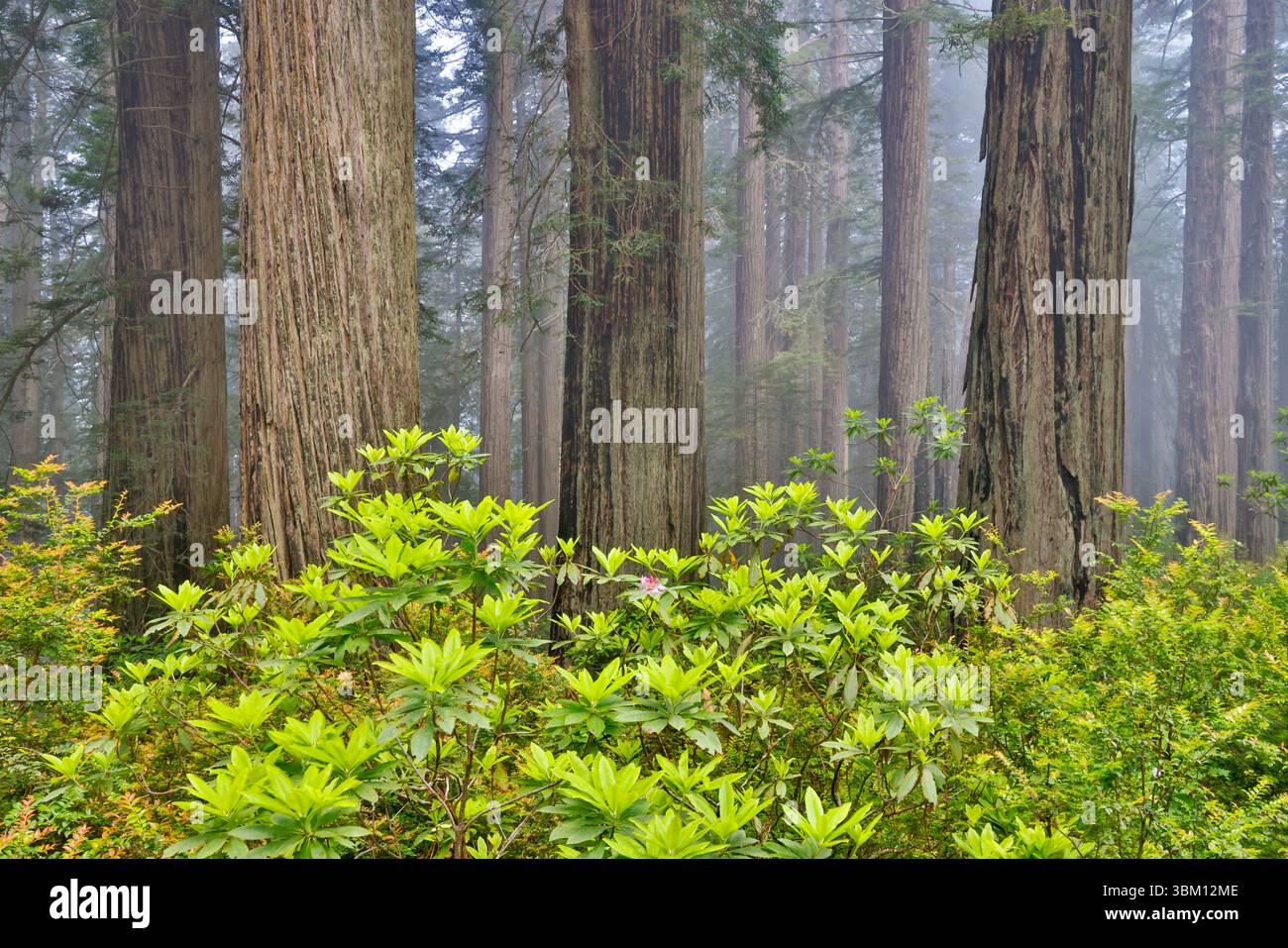 USA, California. Del Norte Redwoods State Park springtime with redwoods ...