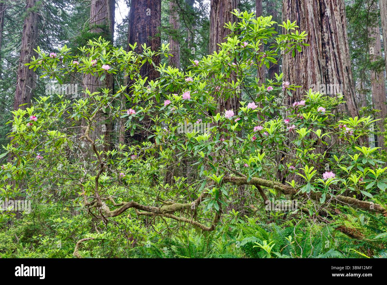 USA, California. Del Norte Redwoods State Park springtime with redwoods ...