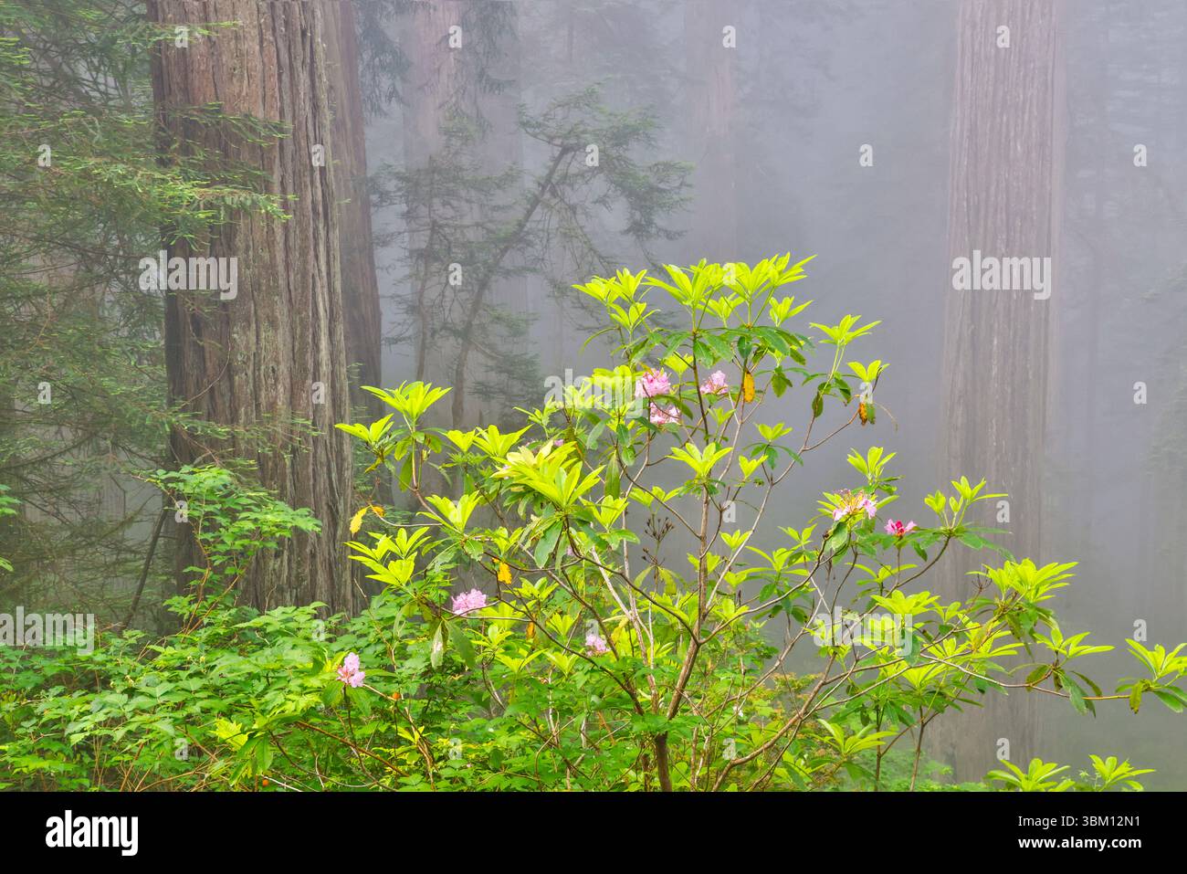 USA, California. Del Norte Redwoods State Park springtime with redwoods ...