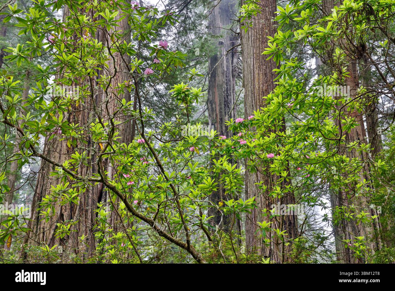 USA, California. Del Norte Redwoods State Park springtime with redwoods ...
