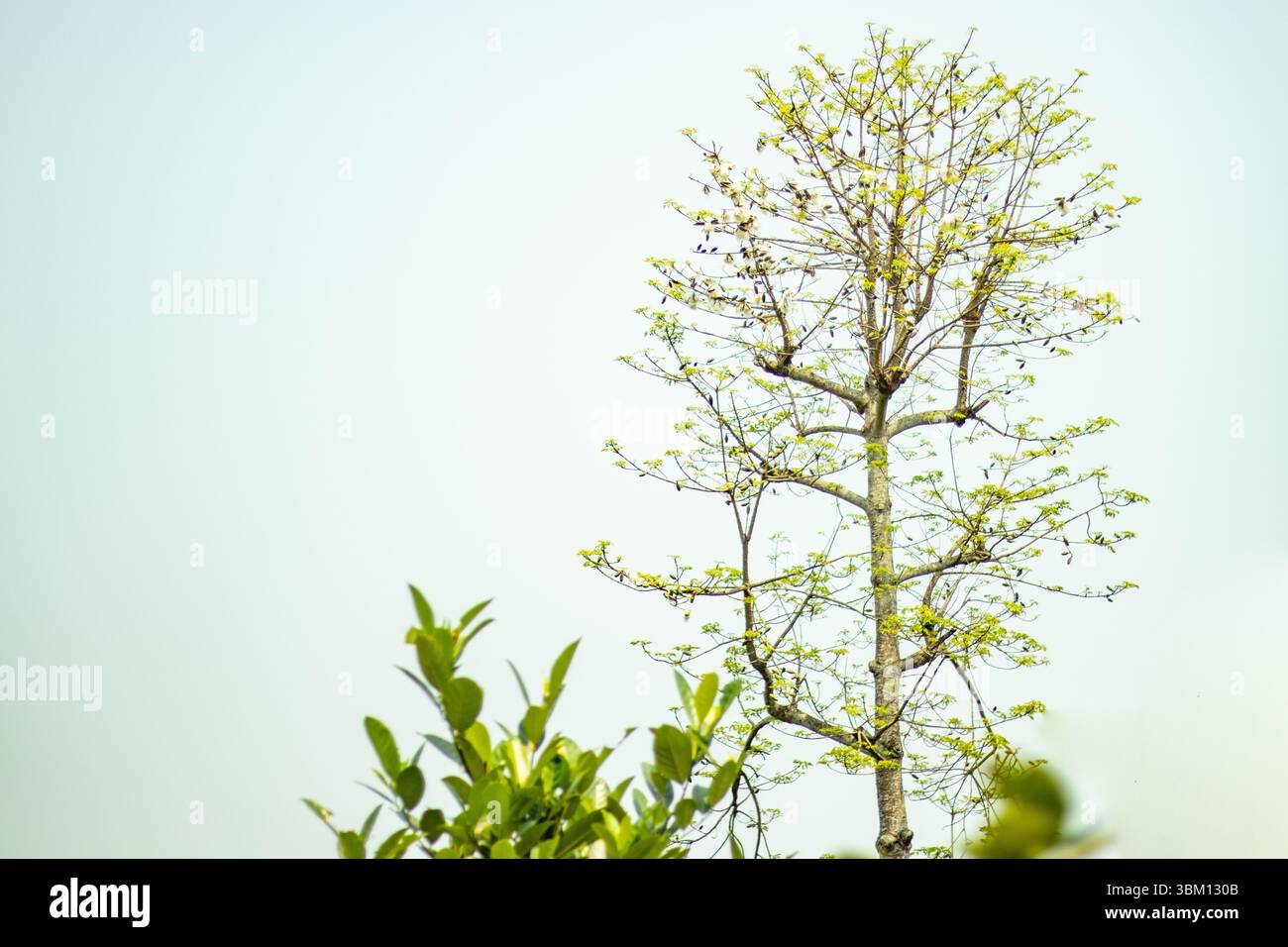 Red silk cotton tree hi-res stock photography and images - Alamy