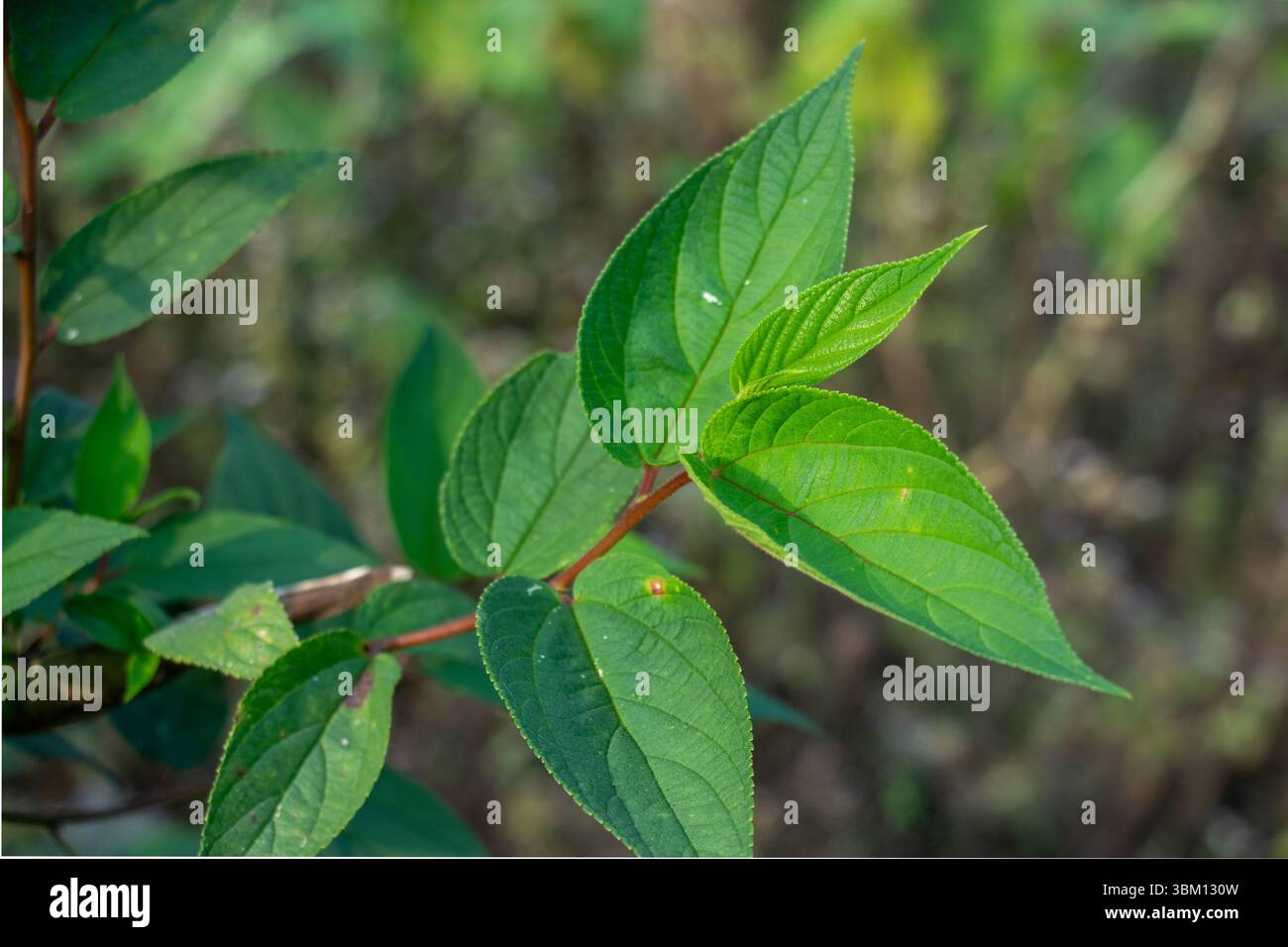 Close up of vibrant green, lance shaped Salvia leucantha Mexican Bush ...