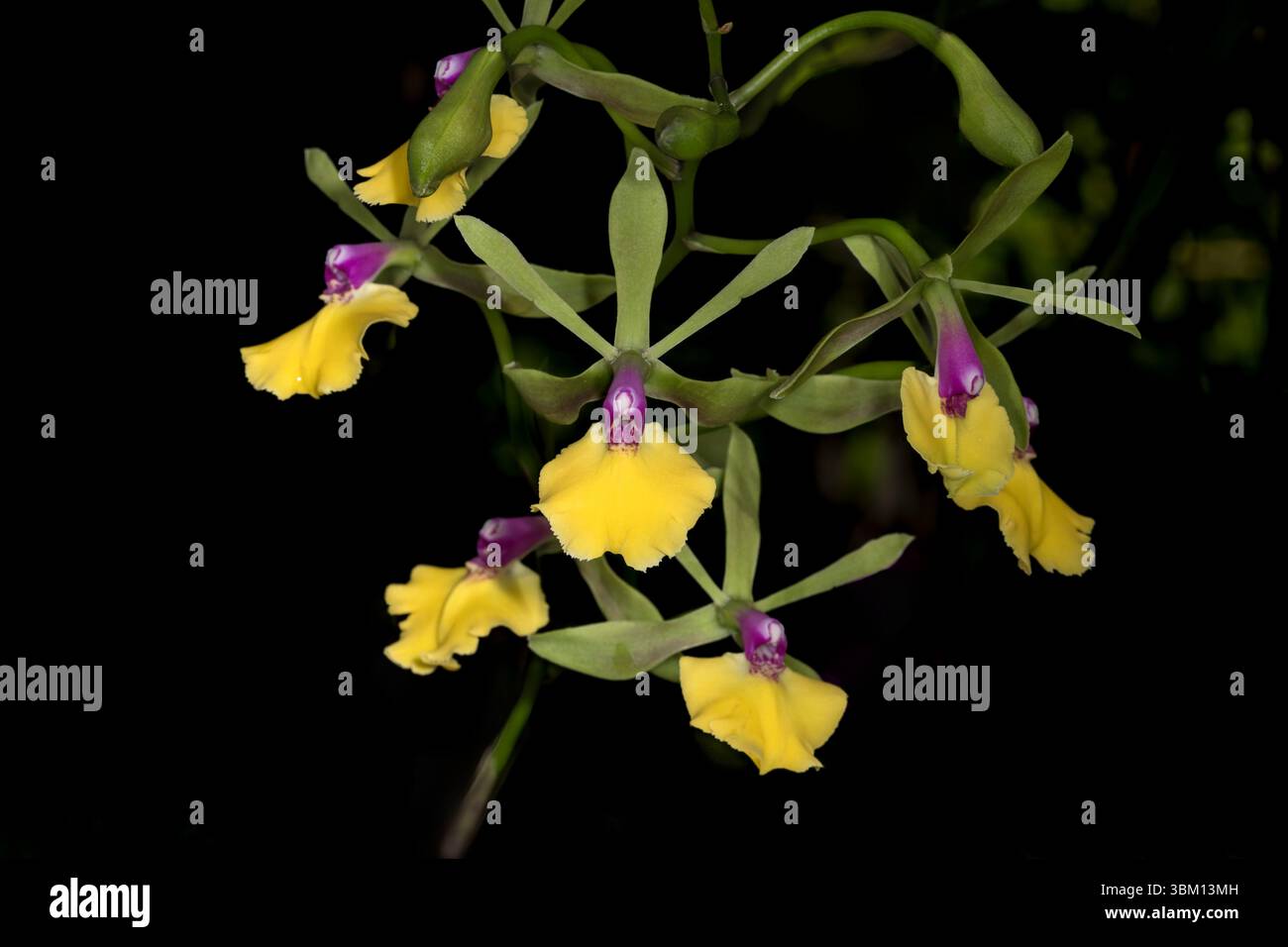 Encyclia alata flower is unique among orchids with its bright yellow ...