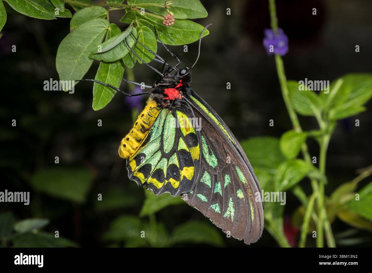 A Richmond birdwing butterfly from Queensland, Australia, has suffered ...