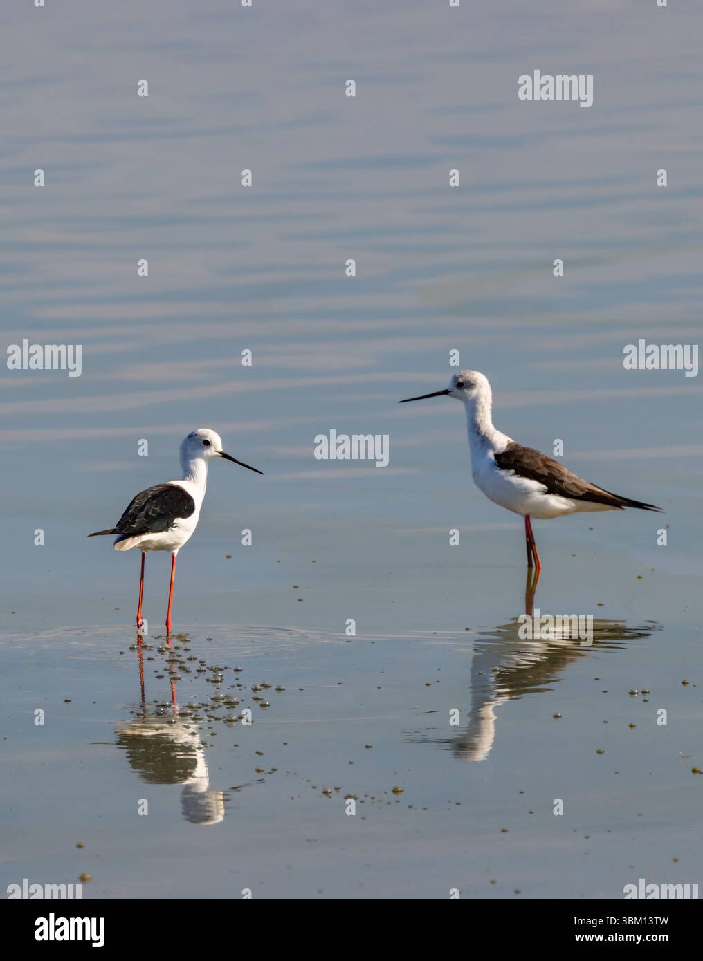 Two black winged stilts are wading in the shallow waters of Saintes ...