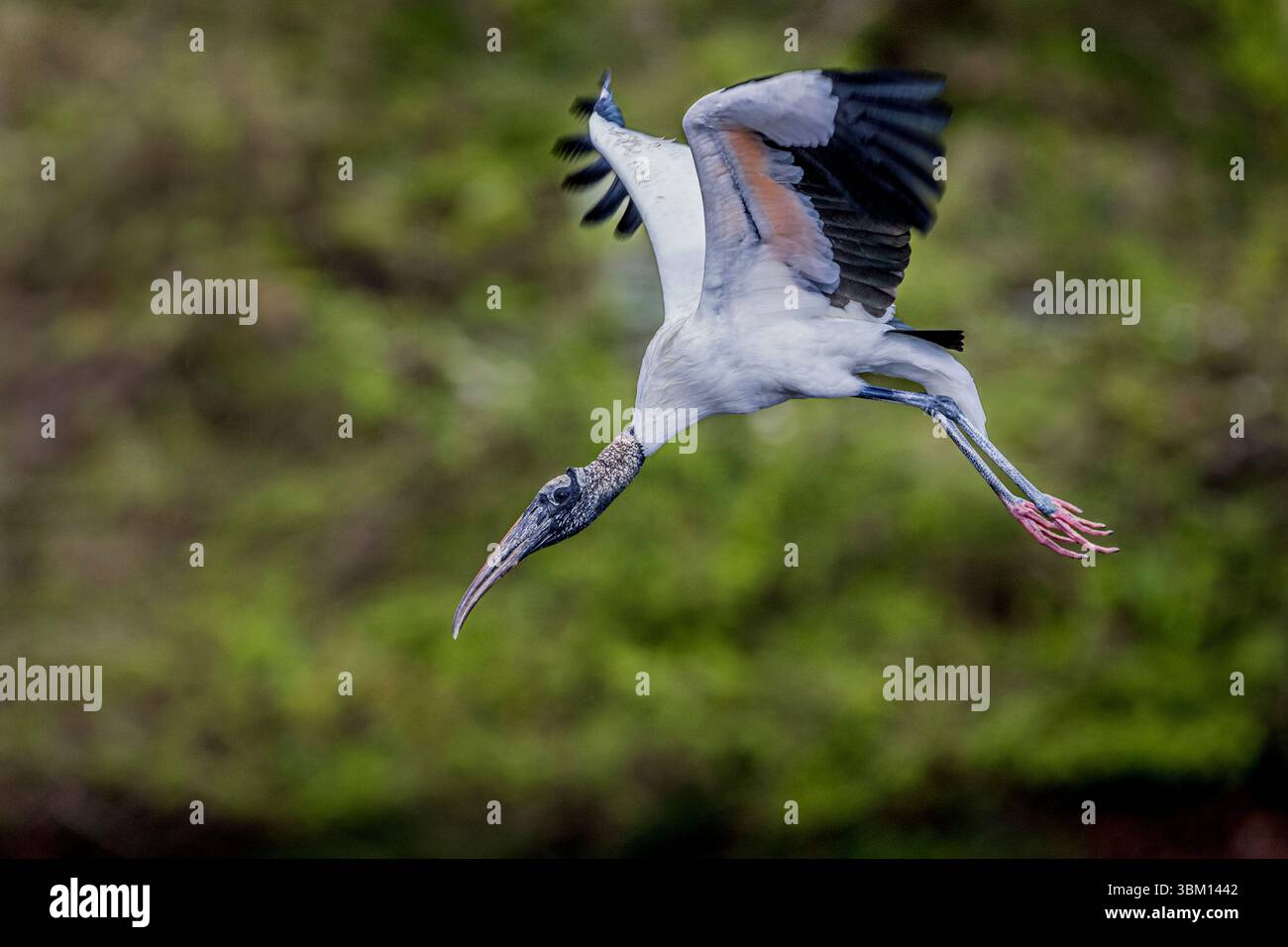 An endangered wood stork glides into it's nest within a large rookery ...