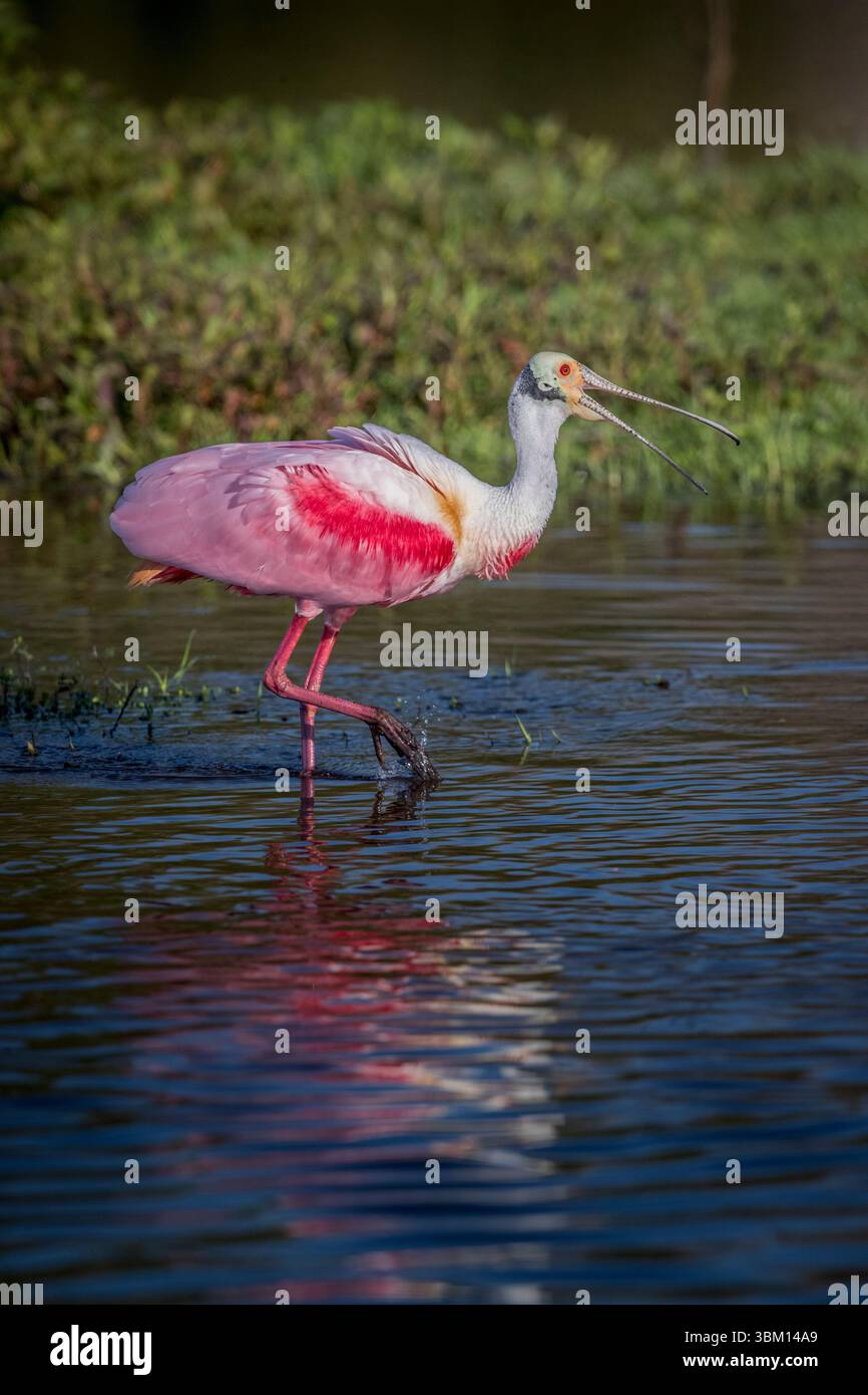 Roseate spoonbills display their bright pink color Stock Photo - Alamy