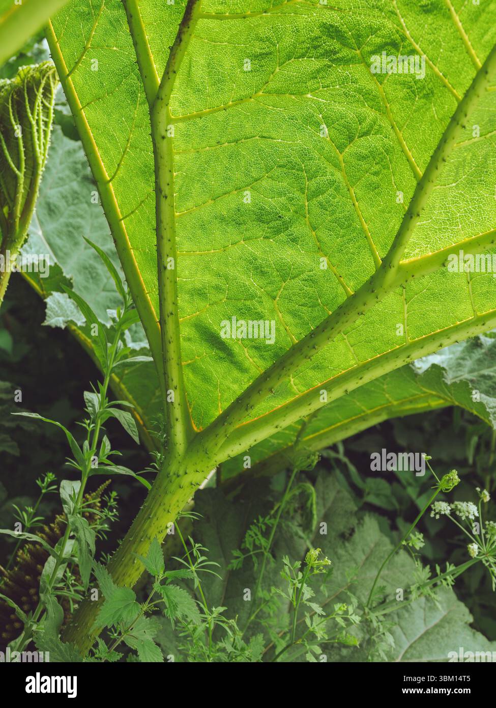 The underside of a giant Gunnera leaf Stock Photo - Alamy