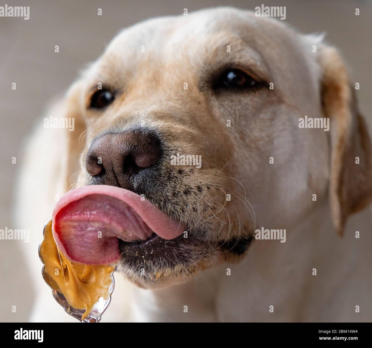 USA, Indiana, Carmel. Yellow labrador dog licking peanut butter from ...