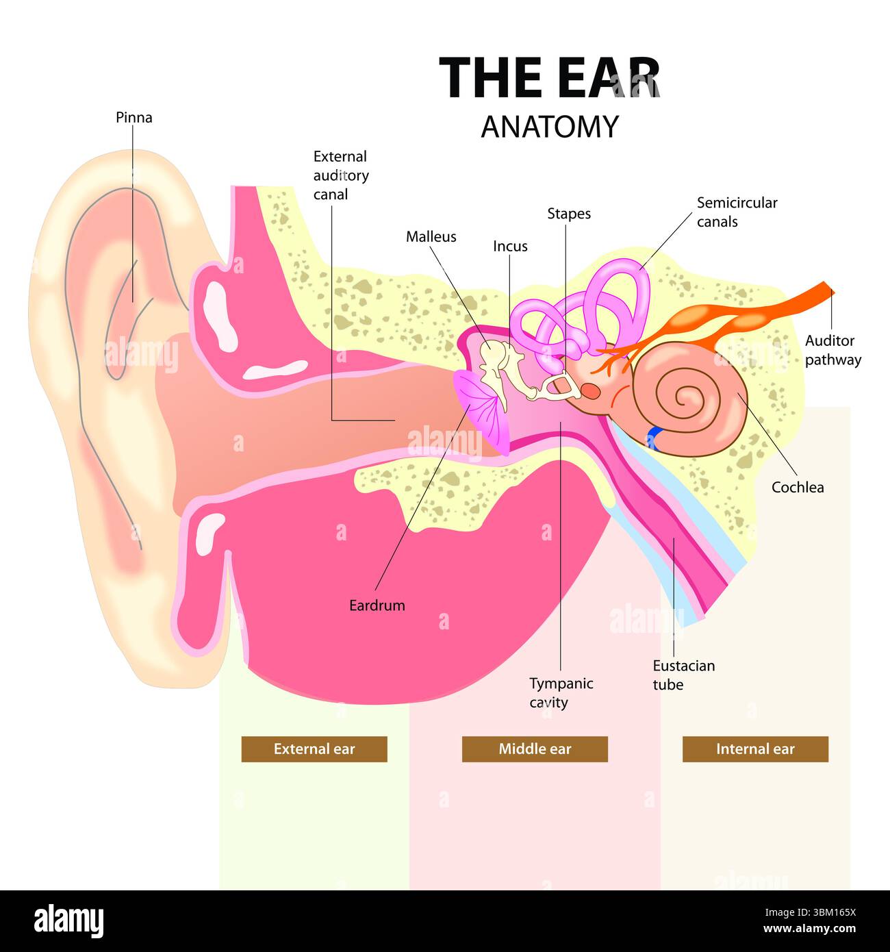 Ear diagram vector hi-res stock photography and images - Alamy