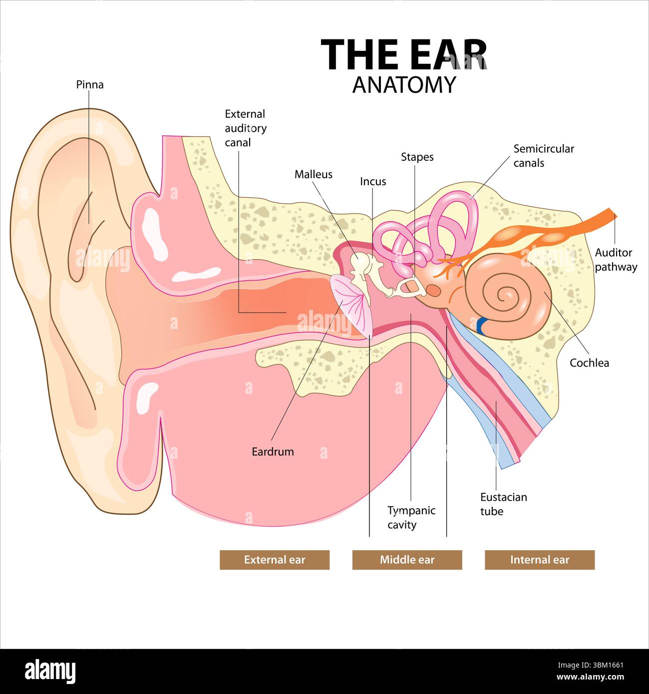 Ear diagram vector hi-res stock photography and images - Alamy