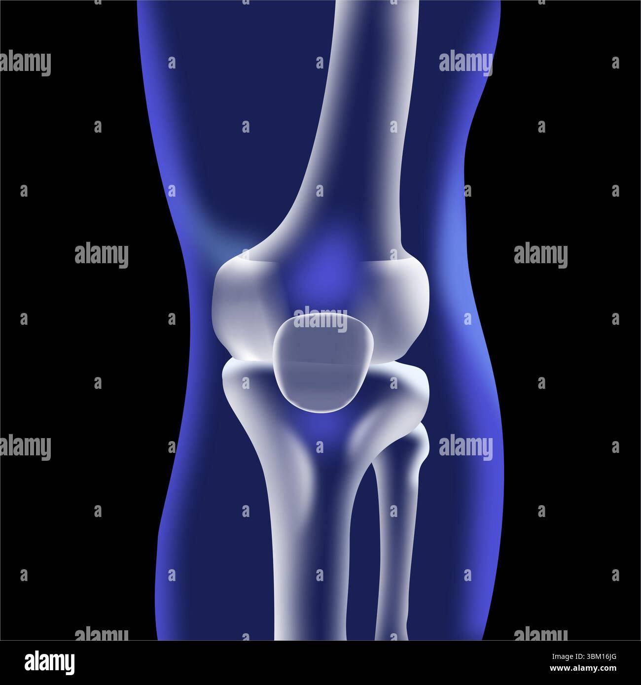 Knee bone joint Stock Photo - Alamy