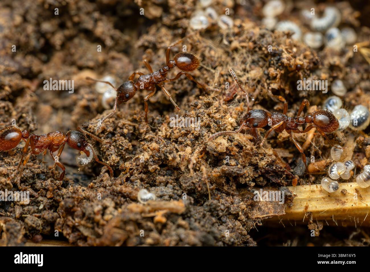 Red forest ant - Myrmica ruginodis, small forest ant native to forests ...