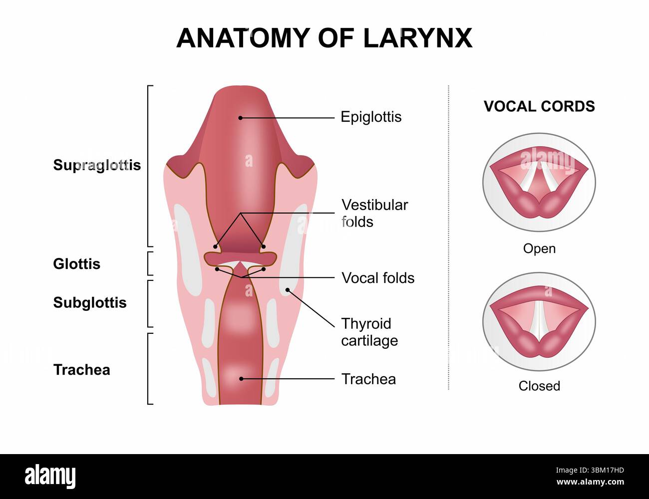 Larynx diagram hi-res stock photography and images - Alamy