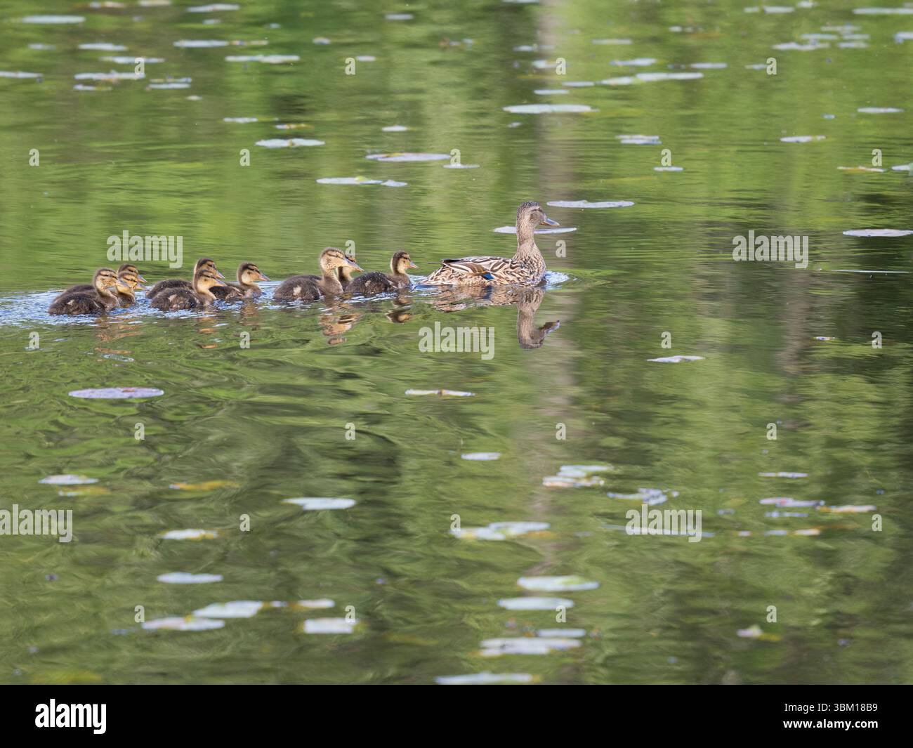Washington State, Juanita Bay Park. Female mother mallard duck with ...