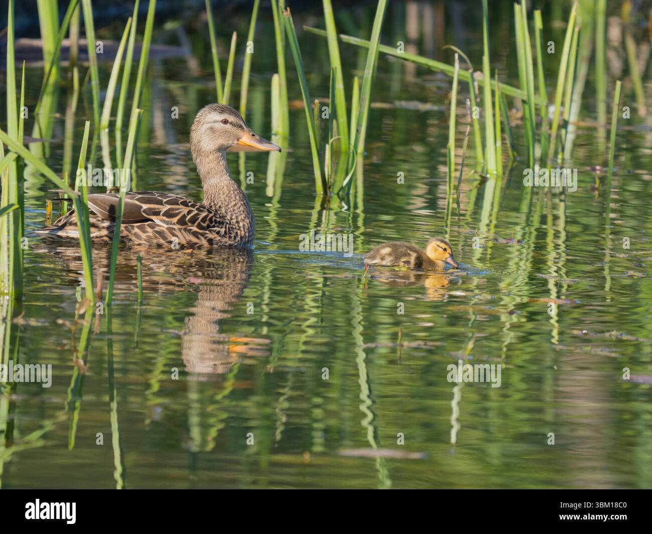 Washington State, Juanita Bay Park. Female mother mallard duck with ...