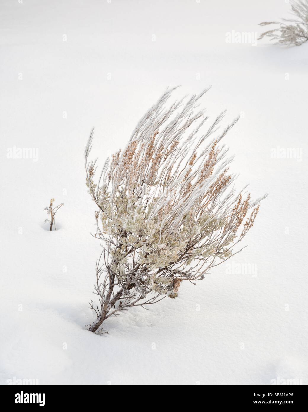 USA, Wyoming, Jackson. Grand Teton National Park, Frosted sagebrush ...