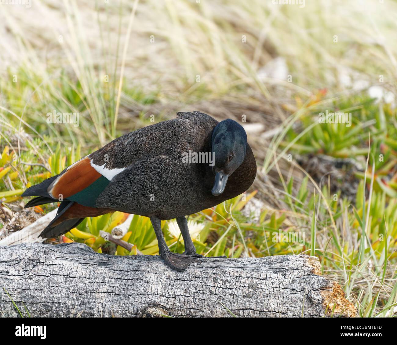 Male paradise shelduck standing on a tree trunk, New Zealand native ...