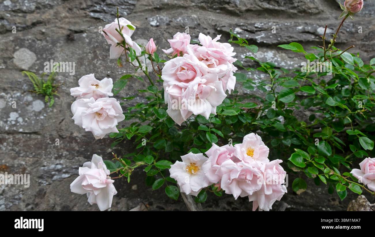 Pink climbing roses on stone hi-res stock photography and images - Alamy