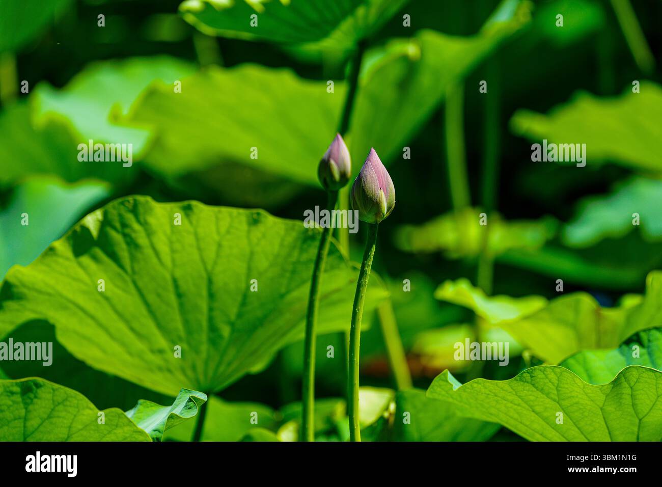Lotus flowers are in full bloom at Taoranting Park in Beijing, China ...