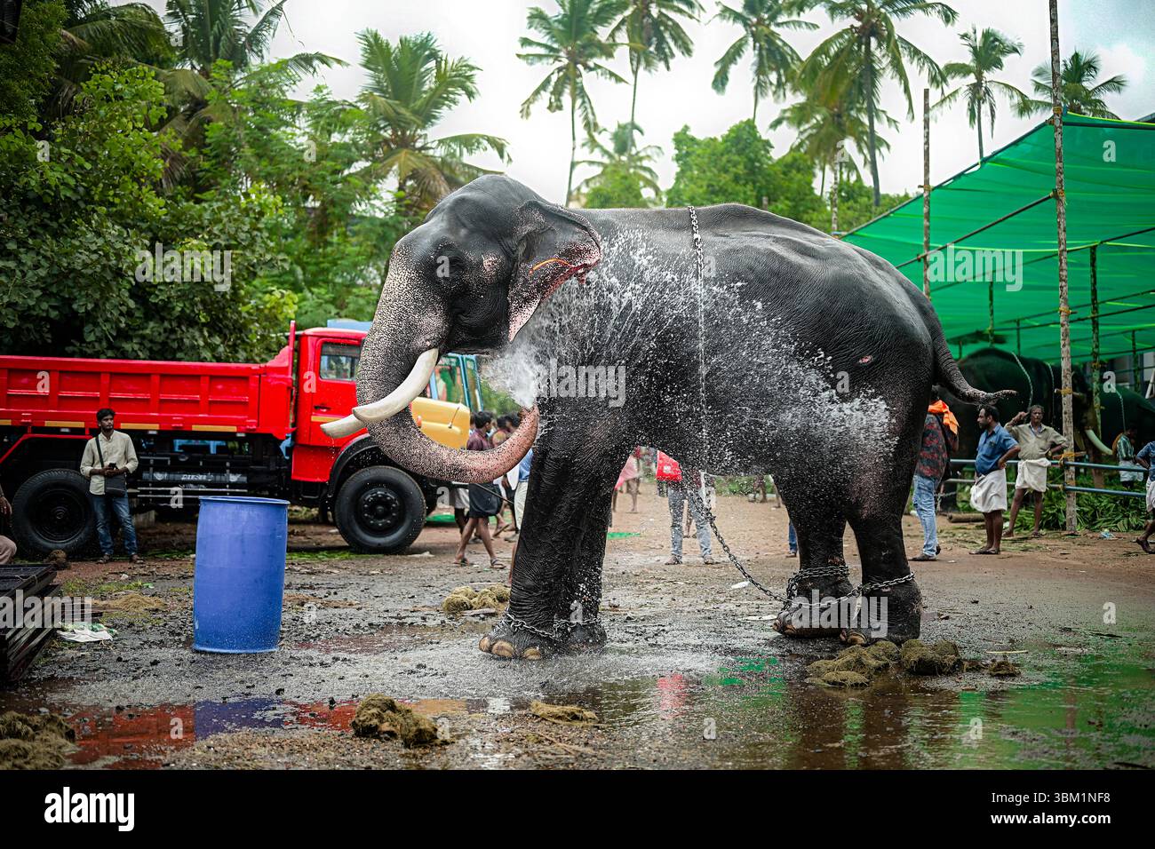 An Indian elephant being bathed with water during a temple event in ...