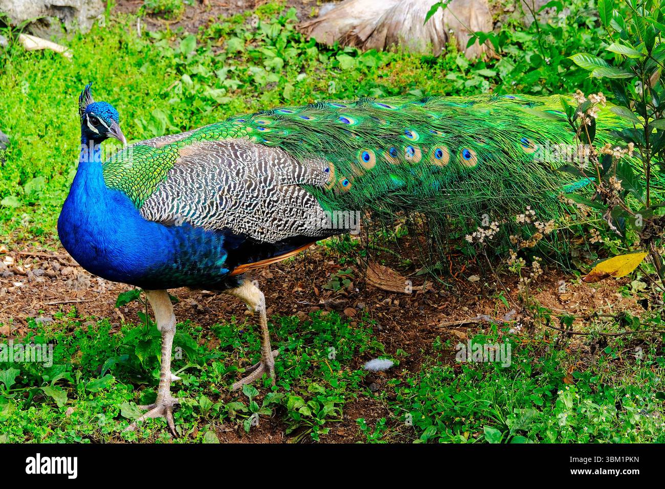A colorful peacock with its tail feathers down Stock Photo - Alamy