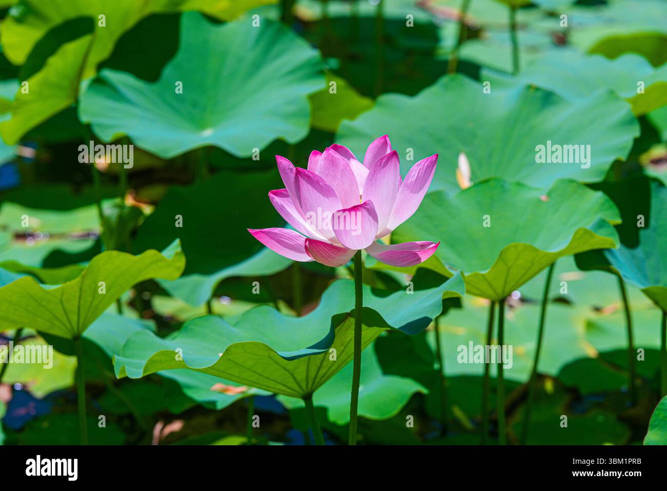 Lotus flowers are in full bloom at Taoranting Park in Beijing, China ...