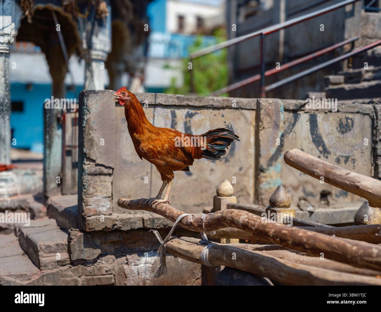 India, Varanasi, 16 Mar 2025. A proud brown rooster perches atop wooden ...