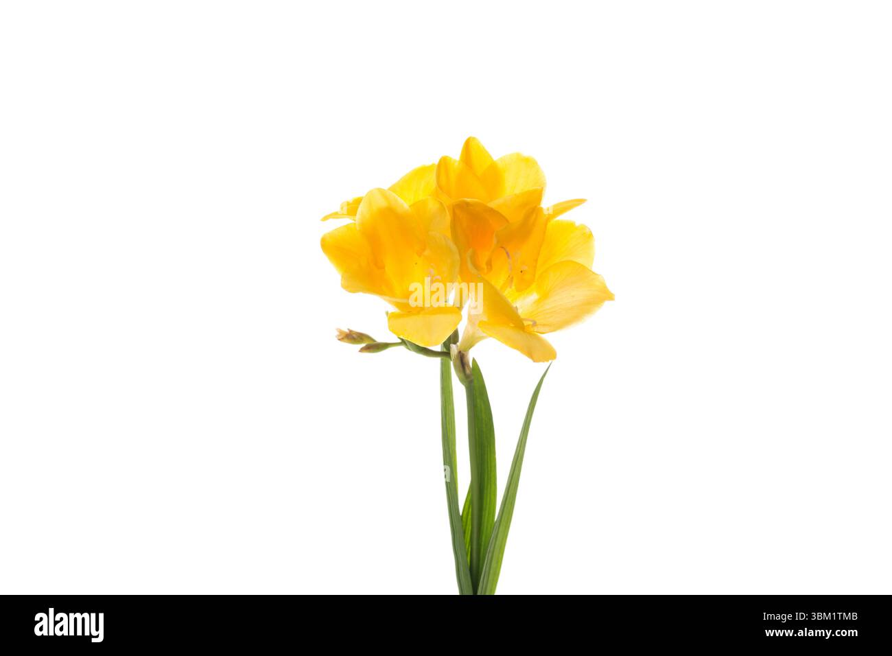 Beautiful white freesia on Cut Out Stock Images & Pictures - Alamy